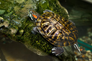 The Red-eared Slider Turtles – Nature Discovery Center