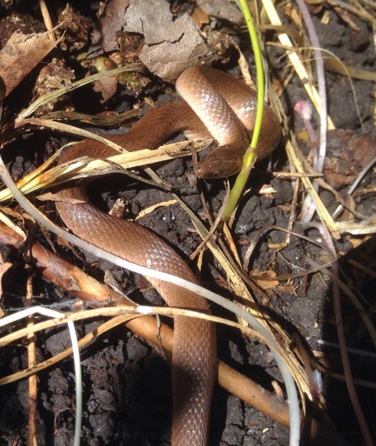 Wildlife Wednesday: Common Snakes of the Discovery Center – Nature ...