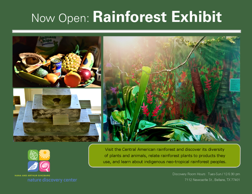 Rainforest Exhibit – Now Open in Discovery Rooms – Nature Discovery Center