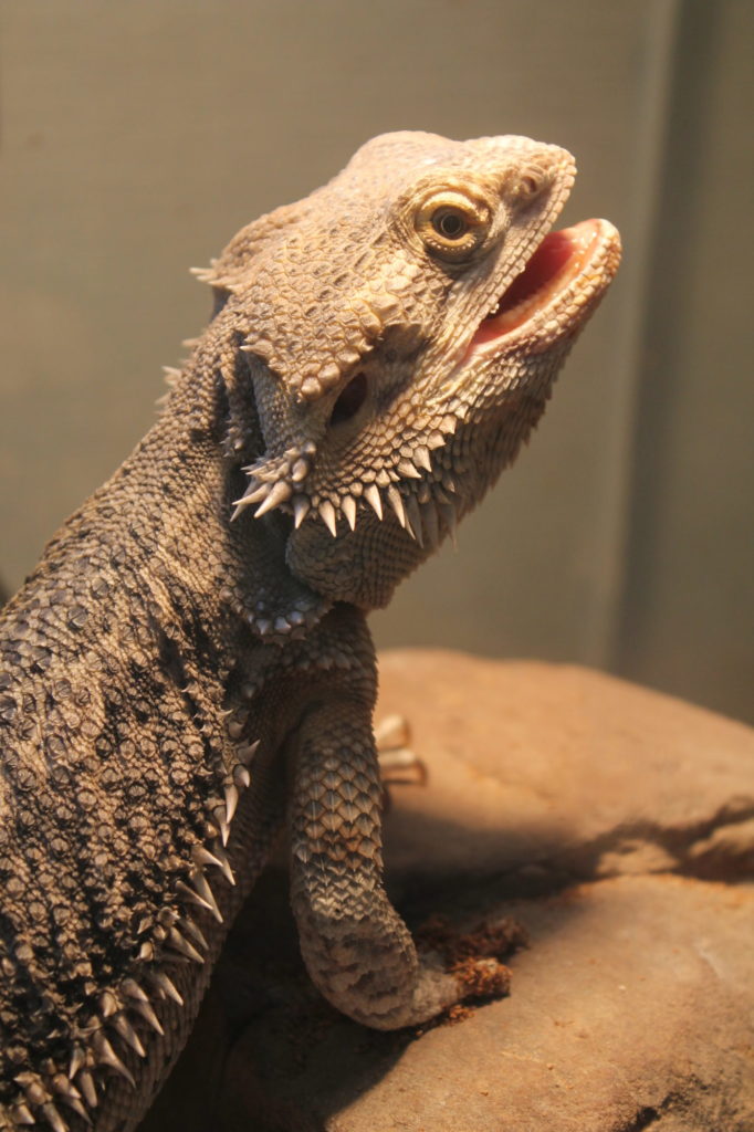 Meet the Animals – Scaly & Slimy – Nature Discovery Center