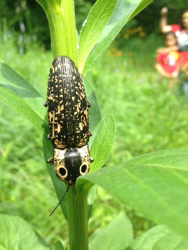 Wildlife Wednesday: The Beetles Return – Nature Discovery Center