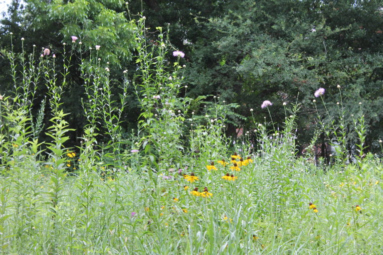 Russ Pitman Park – Our Nature Park – Nature Discovery Center