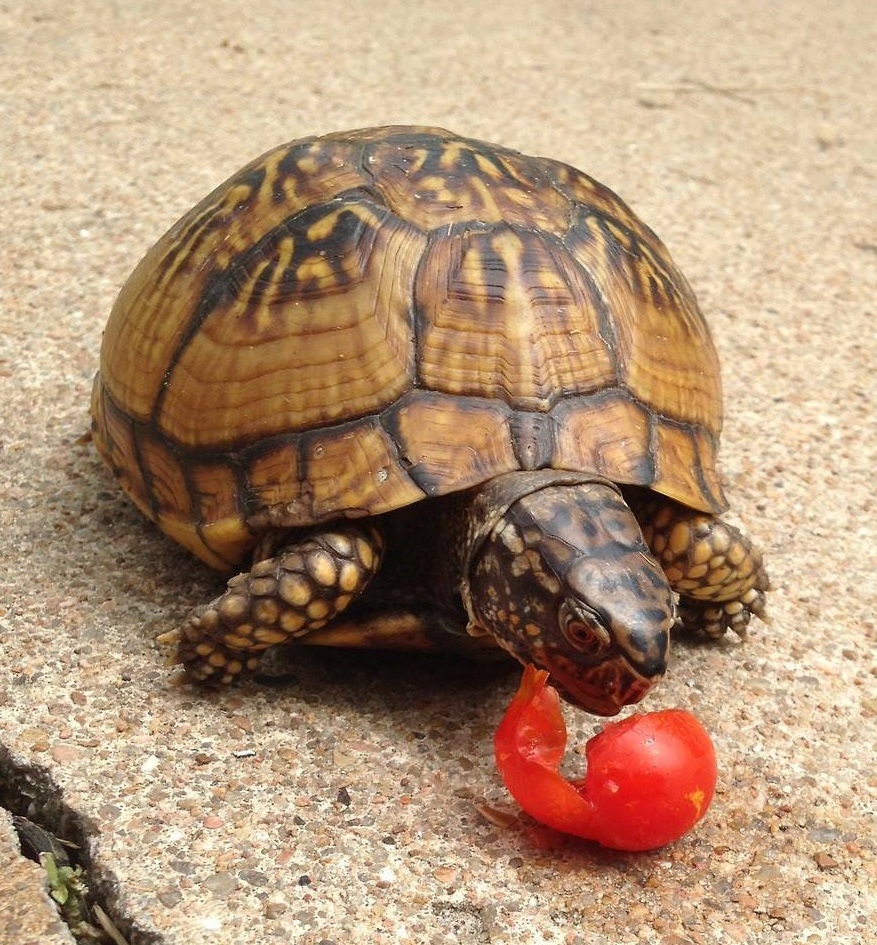 Wildlife Wednesday: Common Turtles of the Nature Center – Nature ...