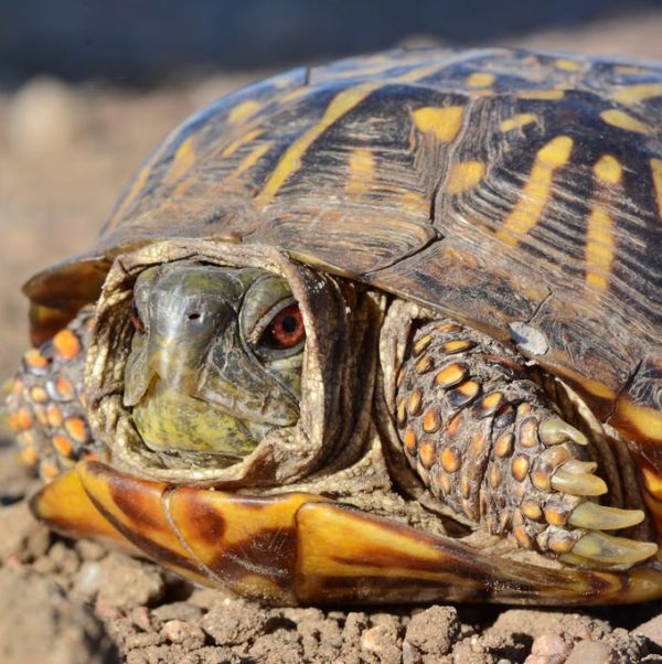 Wildlife Wednesday: Common Turtles of the Nature Center – Nature ...