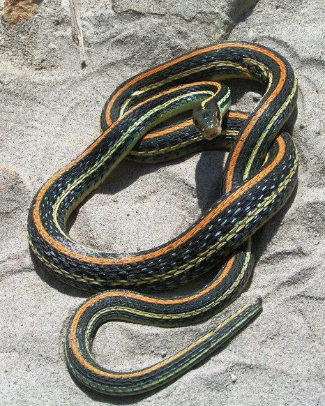 Wildlife Wednesday: Common Snakes of the Discovery Center – Nature ...