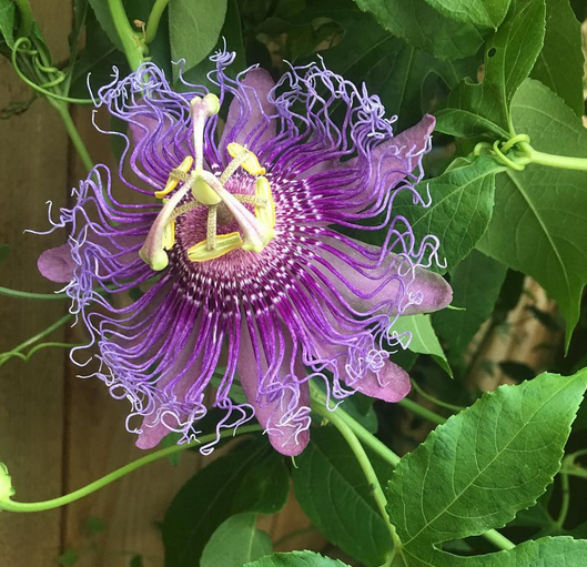Wildlife Wednesday: Recent Butterfly Sightings at the Nature Center ...
