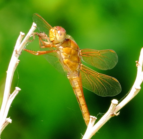 Wildlife Wednesday: Denizens of the Pond – Nature Discovery Center
