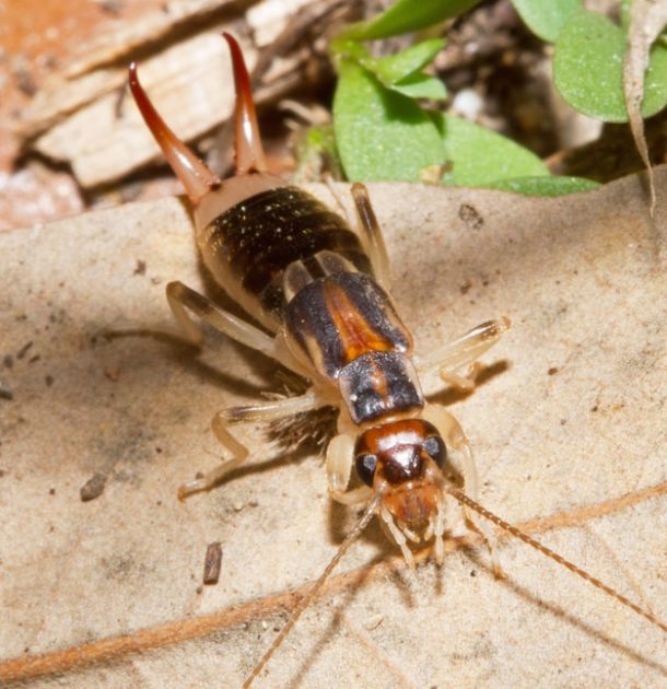 Wildlife Wednesday: Life Under a Log – Nature Discovery Center