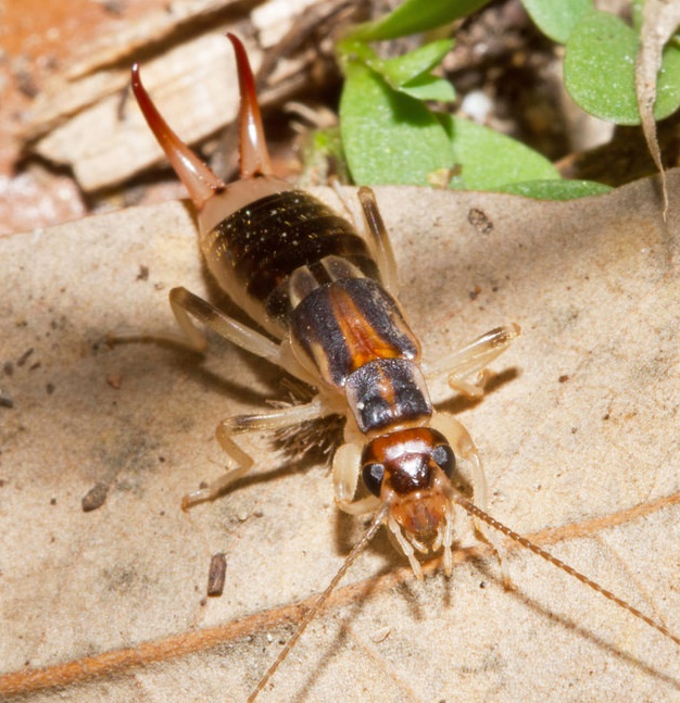 insects – Nature Discovery Center
