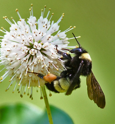 Wildlife Wednesday: Native Bees of Houston – Nature Discovery Center
