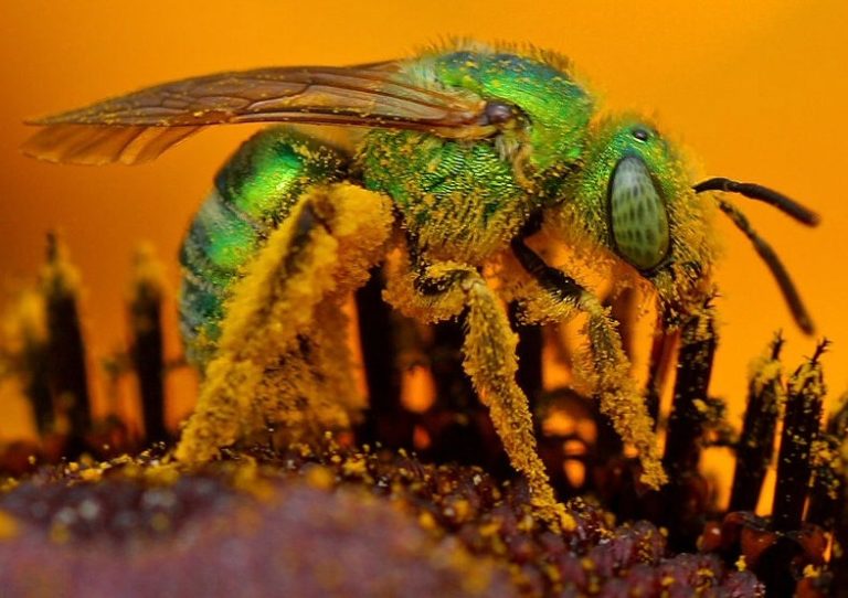 Wildlife Wednesday: Native Bees of Houston – Nature Discovery Center