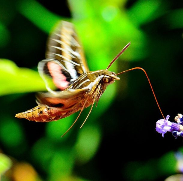 Wildlife Wednesday: Those Magnificent Moths – Nature Discovery Center