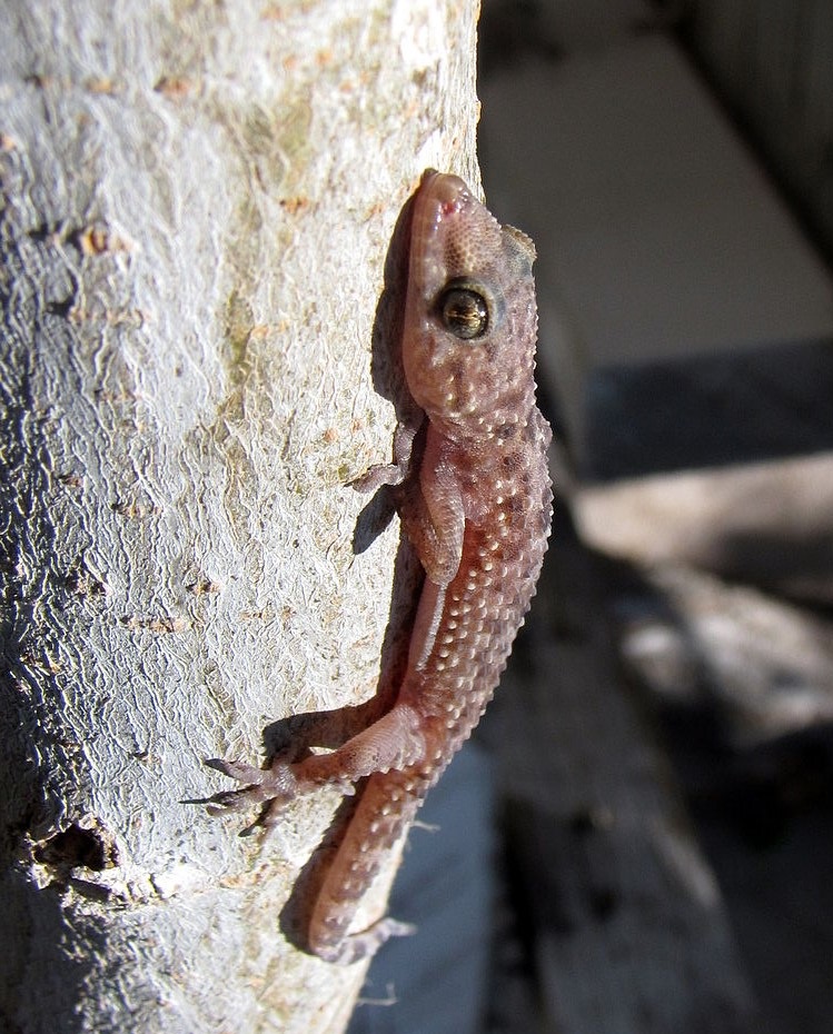 Wildlife Wednesday: Nocturnal Creatures of the NDC – Nature Discovery ...