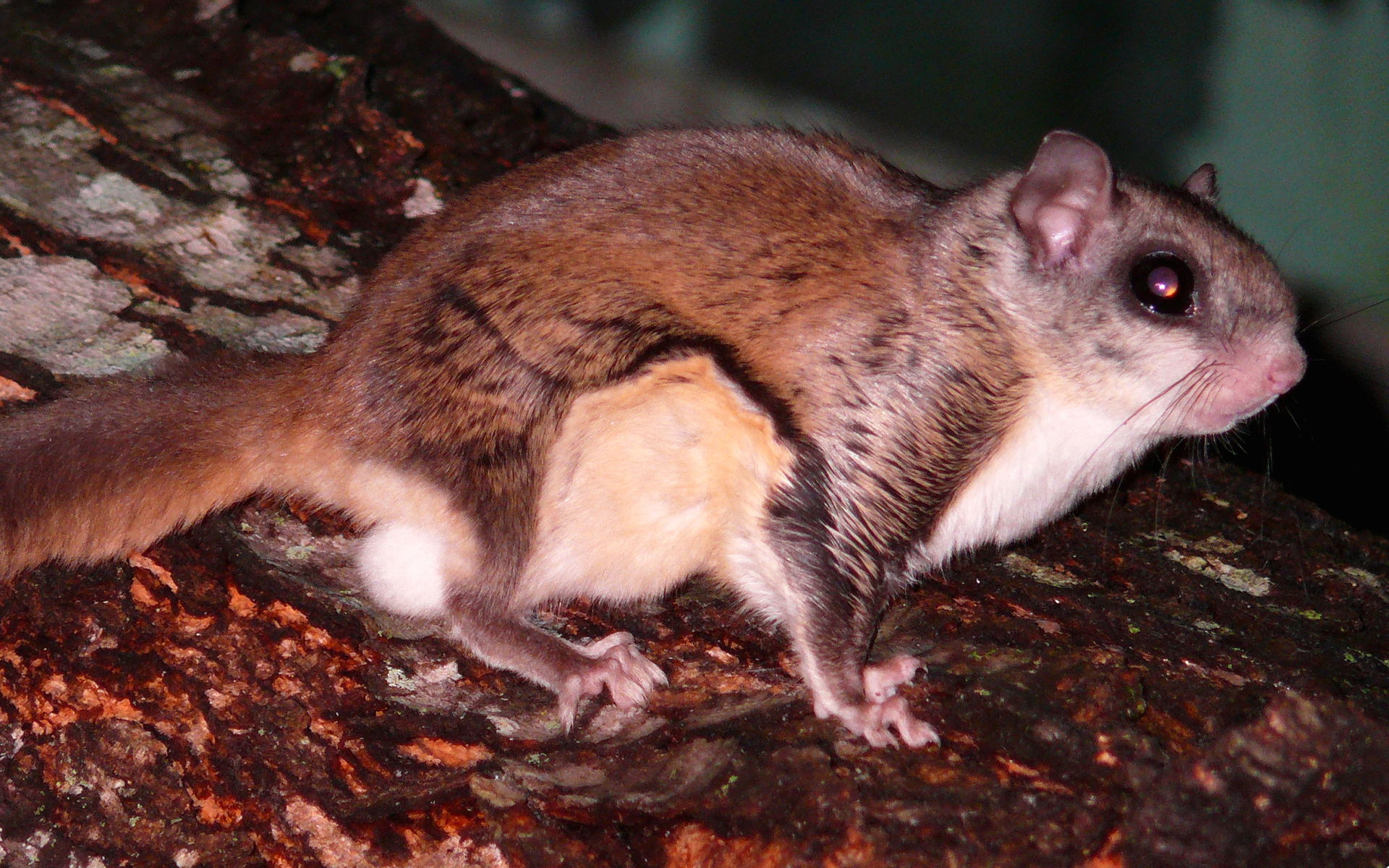Wildlife Wednesday: Nocturnal Creatures of the NDC – Nature Discovery ...