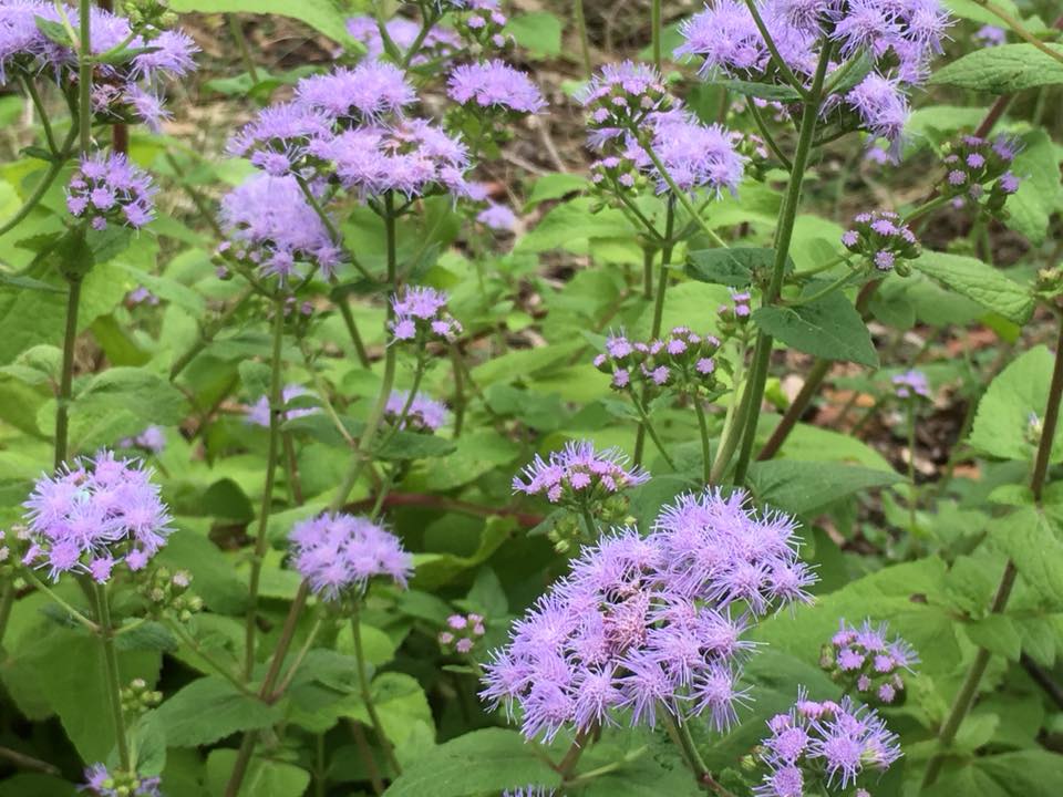 Wildlife Wednesday: The Glory of Mistflower – Nature Discovery Center
