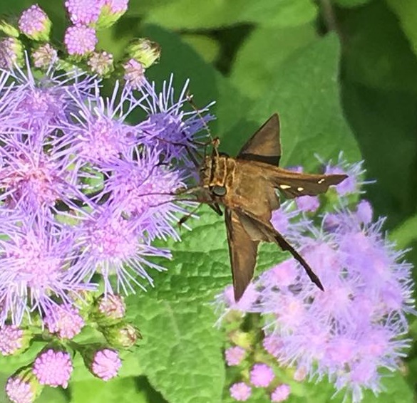 Wildlife Wednesday: The Glory of Mistflower – Nature Discovery Center
