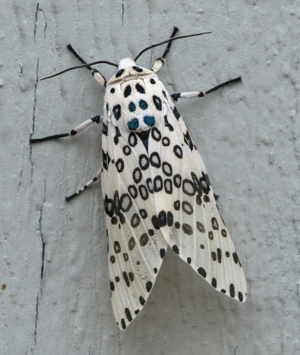 Wildlife Wednesday: Those Magnificent Moths – Nature Discovery Center