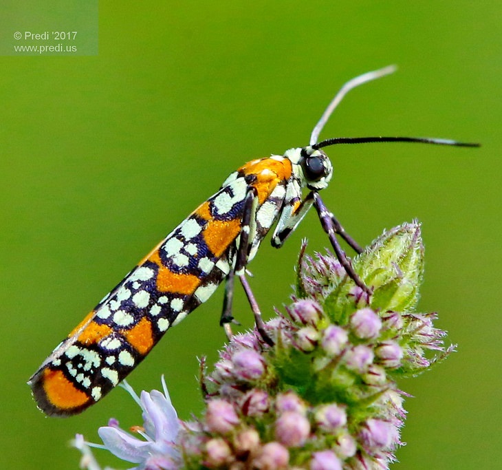 Wildlife Wednesday: Those Magnificent Moths – Nature Discovery Center