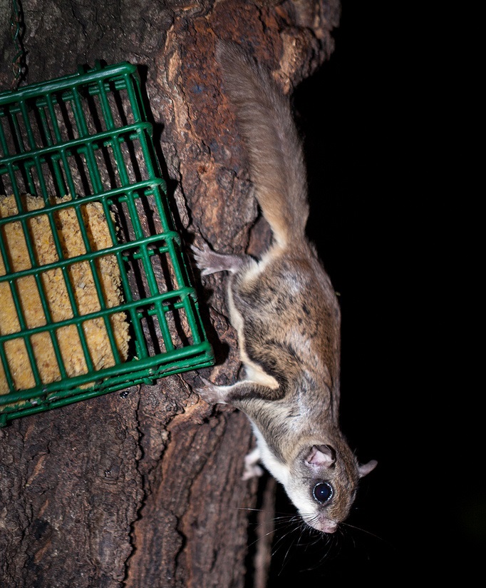 Wildlife Wednesday: Nocturnal Creatures of the NDC – Nature Discovery ...
