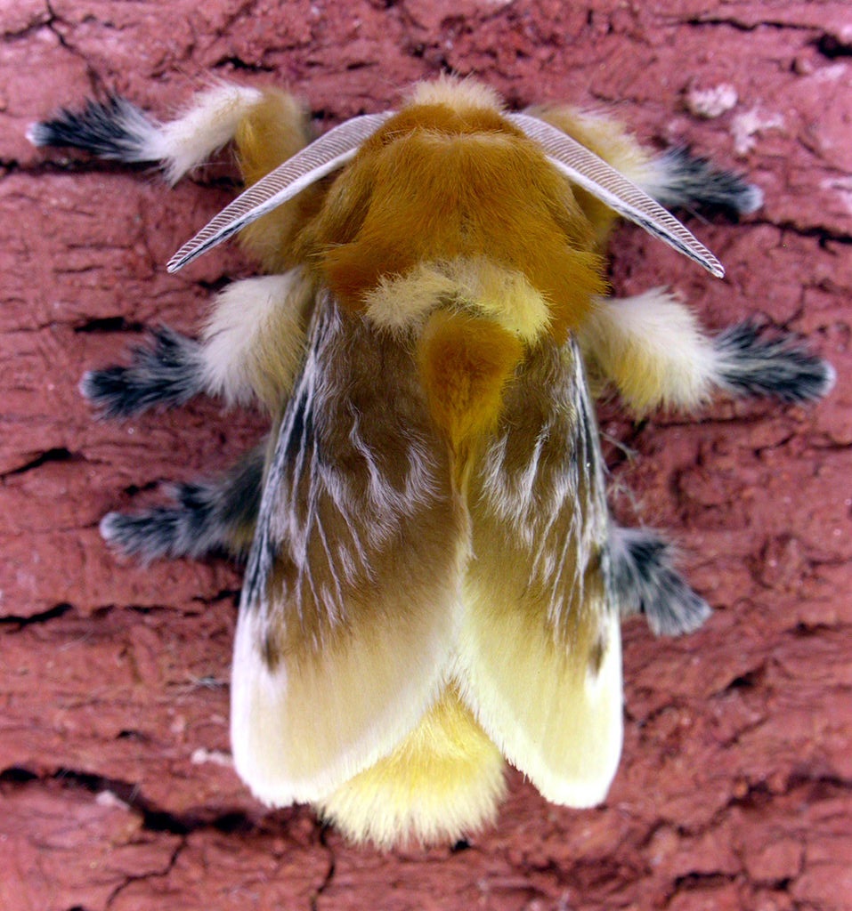 Wildlife Wednesday: Stinging Caterpillars of Autumn – Nature Discovery ...