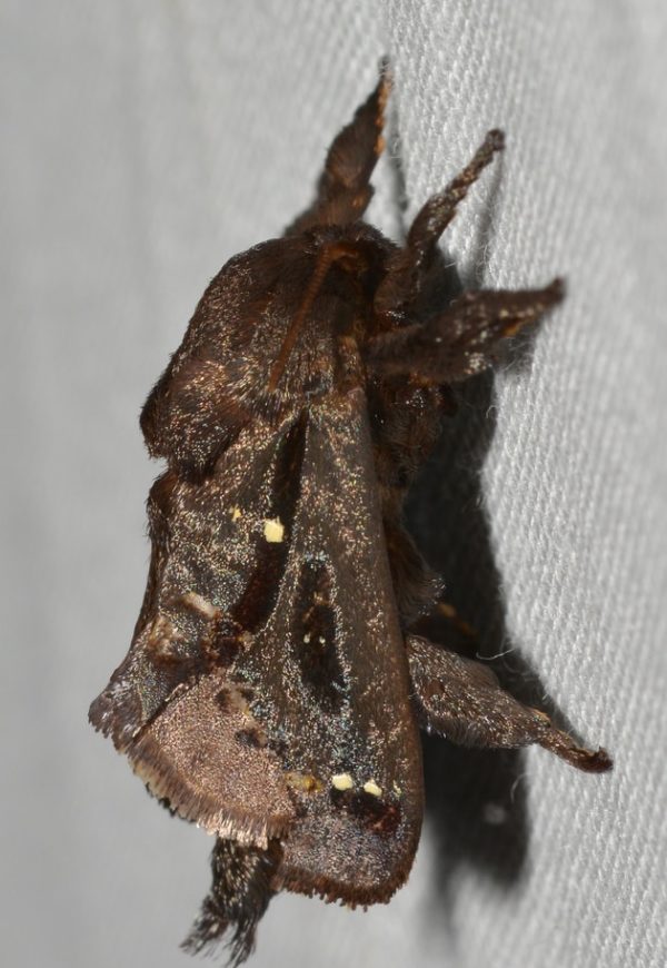 Wildlife Wednesday: Stinging Caterpillars of Autumn – Nature Discovery ...