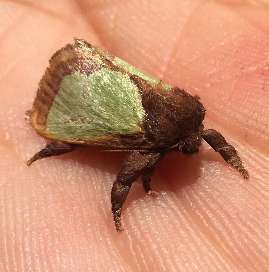 Wildlife Wednesday: Stinging Caterpillars of Autumn – Nature Discovery ...