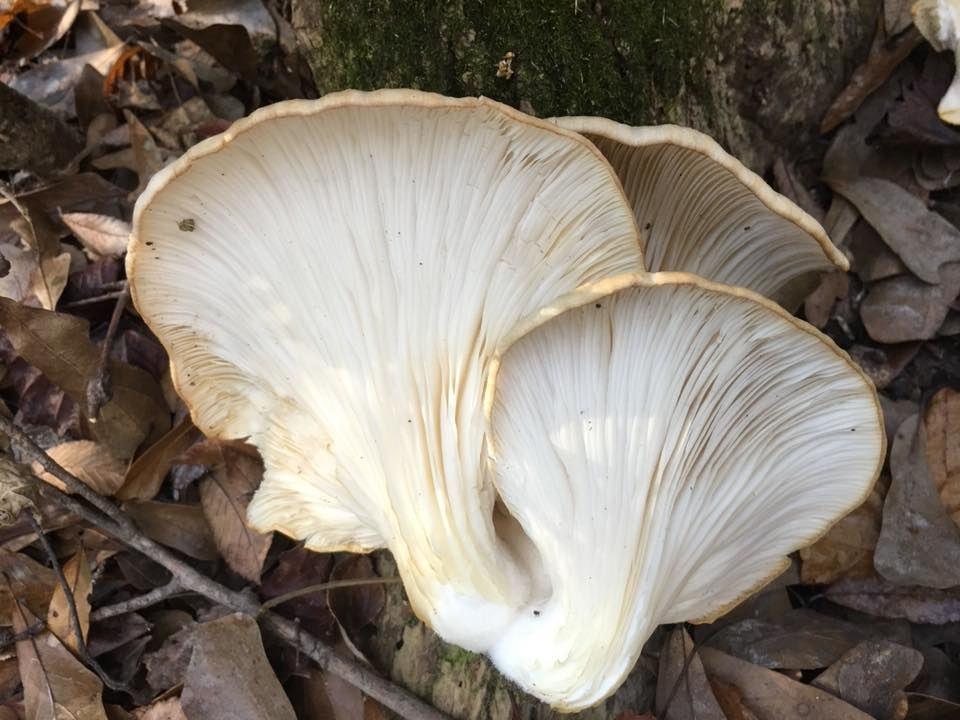 Wildlife Wednesday: Houston’s Winter Mushrooms – Nature Discovery Center