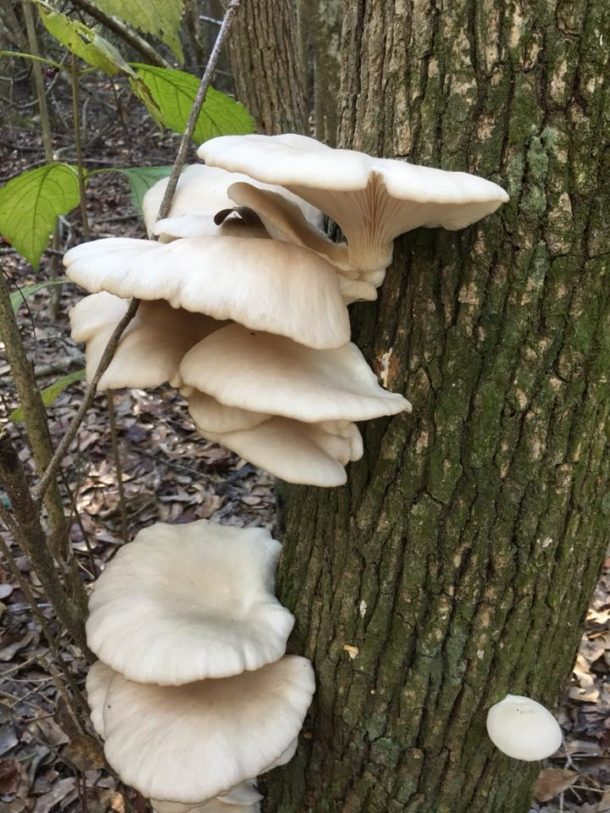 Wildlife Wednesday: Houston’s Winter Mushrooms – Nature Discovery Center