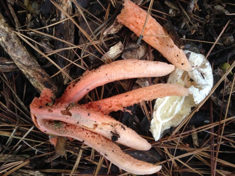 Wildlife Wednesday: Houston’s Winter Mushrooms – Nature Discovery Center