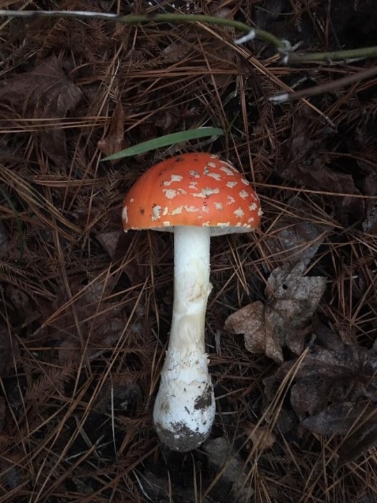 Wildlife Wednesday: Houston’s Winter Mushrooms – Nature Discovery Center