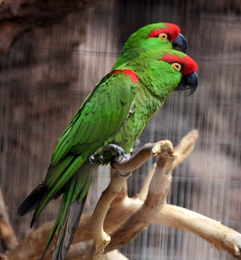 Wildlife Wednesday: The American Parrots – Nature Discovery Center