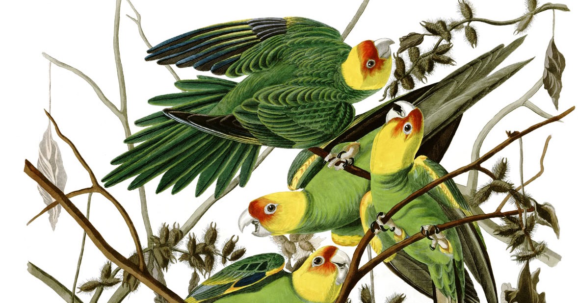 Wildlife Wednesday: The American Parrots – Nature Discovery Center