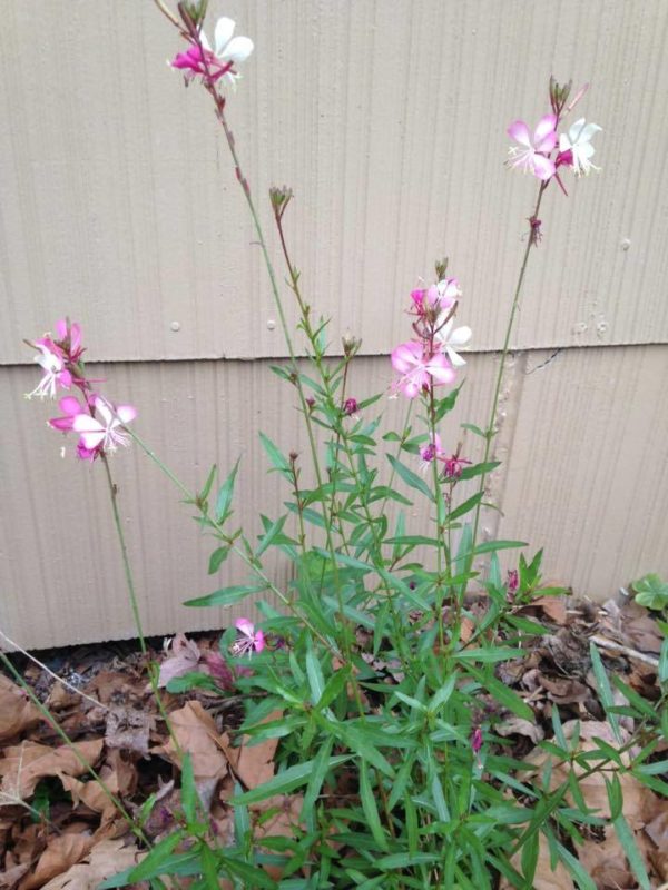 Wildlife Wednesday: Gardening With Native Wildflowers – Nature ...