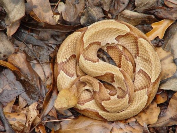 Venomous Snakes in Houston – Nature Discovery Center