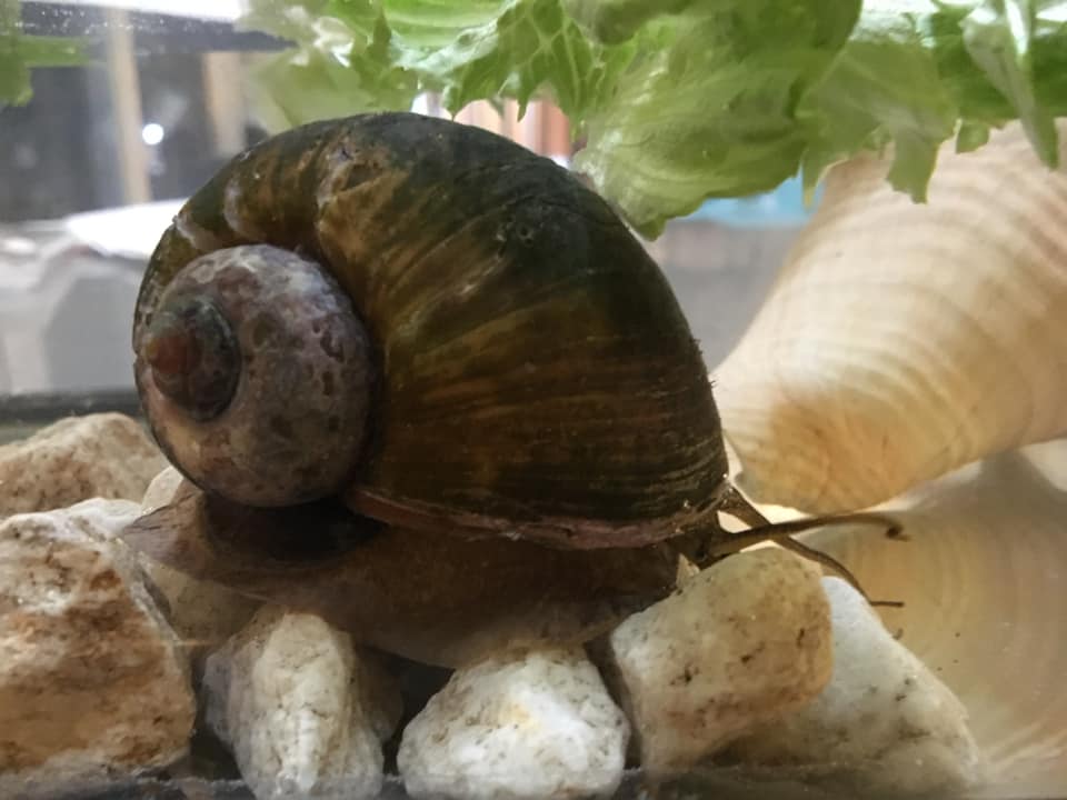 SNAIL INVASION! – Nature Discovery Center