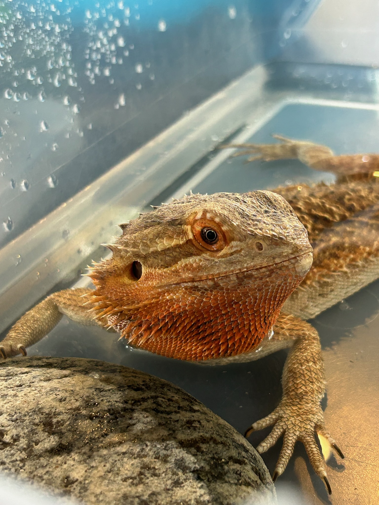 Blaze – Nature Discovery Center