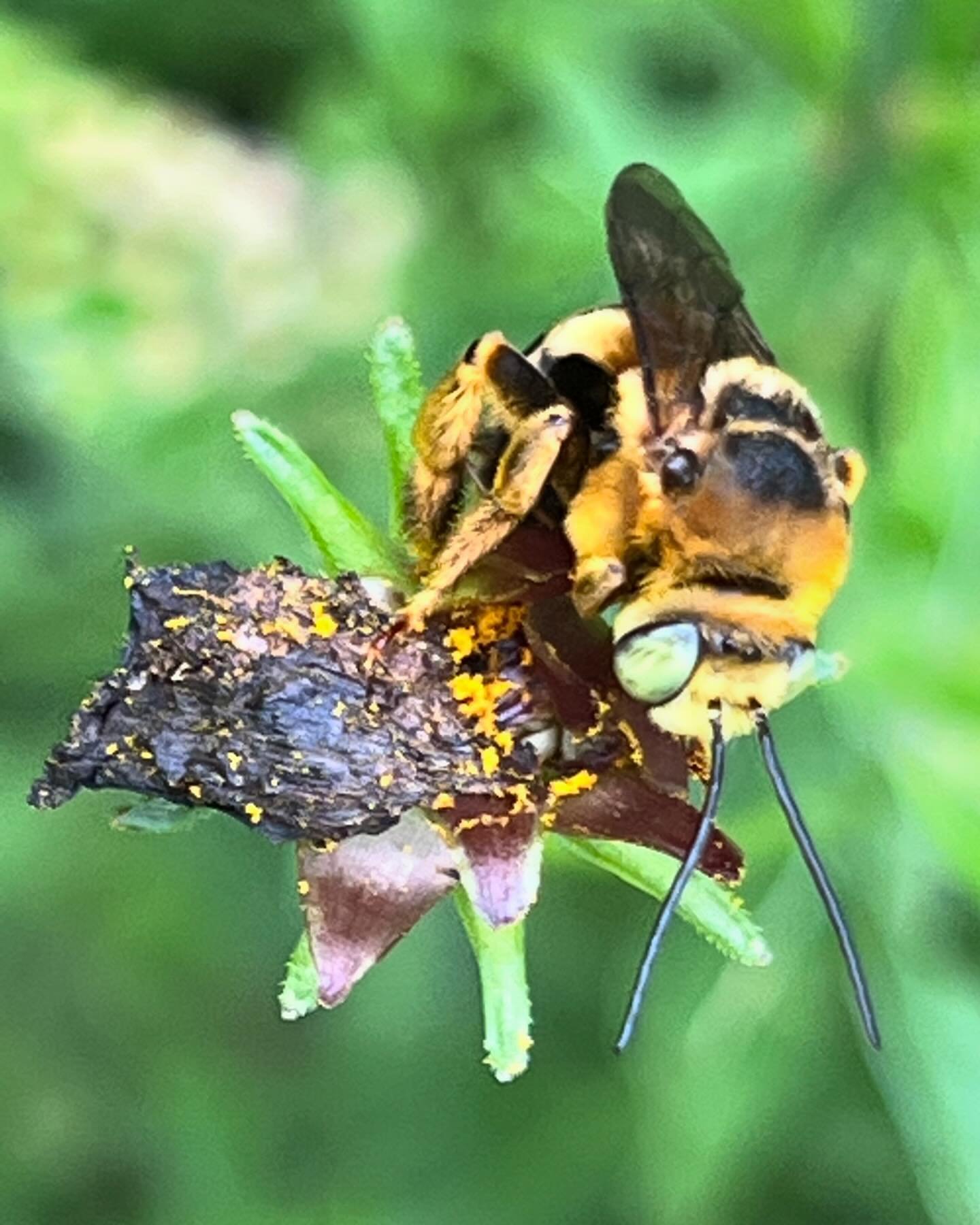 Happy World Bee Day! – Nature Discovery Center