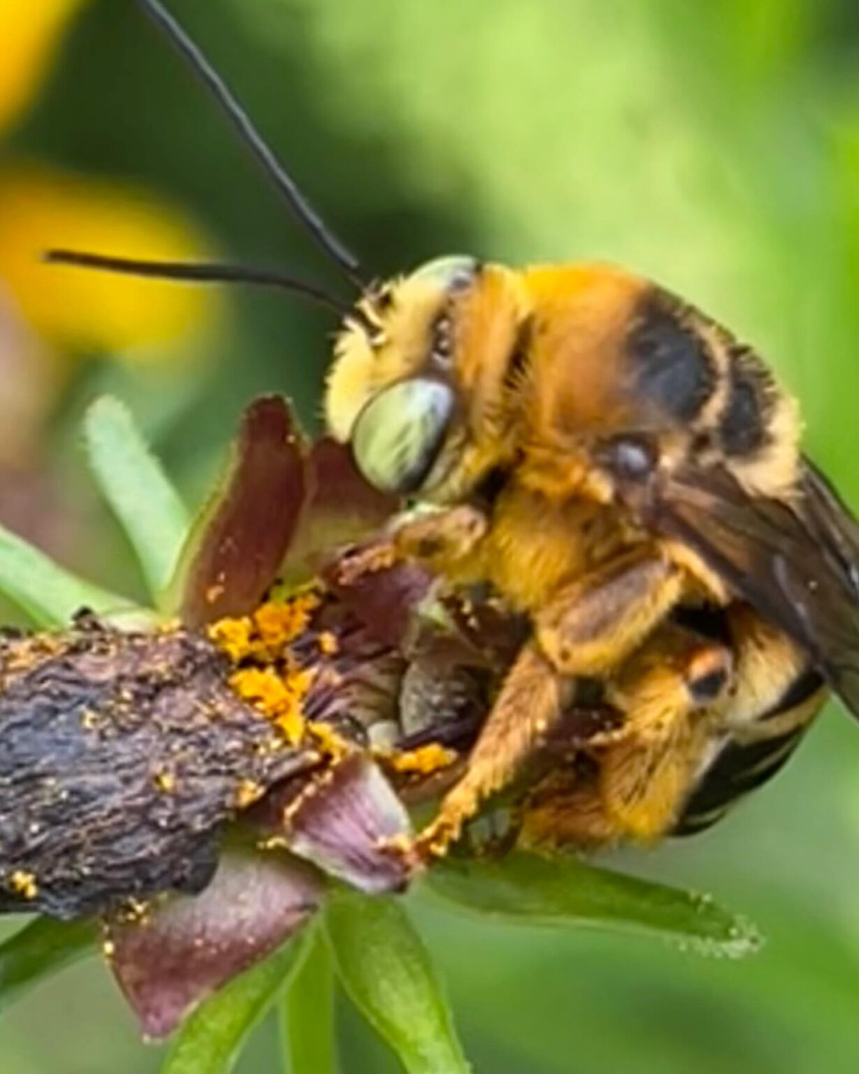 Happy World Bee Day! – Nature Discovery Center